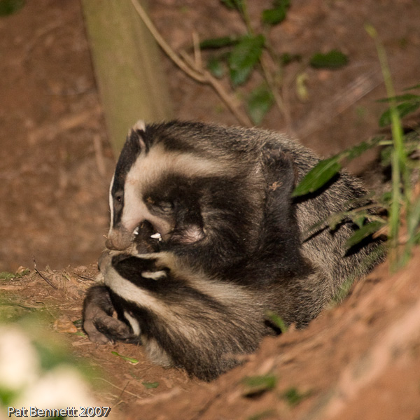 Eurasian Badger, Meles meles.