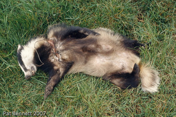 Eurasian Badger, Meles meles.