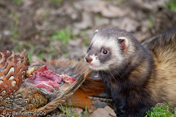 European polecat, mustela putorius.