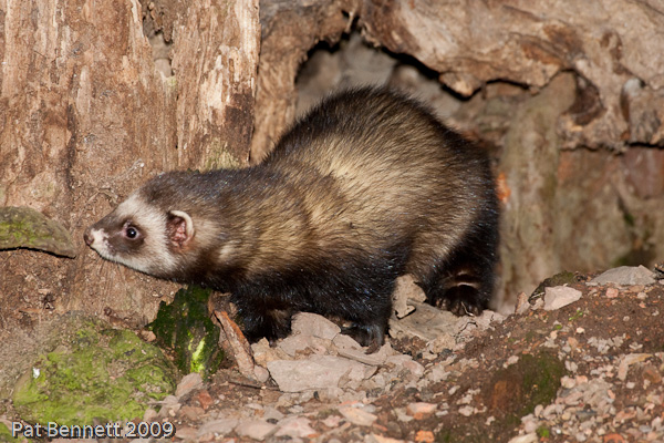 European polecat, mustela putorius.
